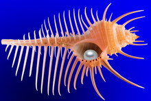 Spiny Murex Shells Free Stock Photo - Public Domain Pictures