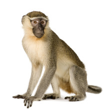 Guenon Monkey Free Stock Photo - Public Domain Pictures