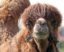 Camel Portrait Free Stock Photo - Public Domain Pictures