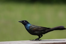 Common Grackle Bird Free Stock Photo - Public Domain Pictures