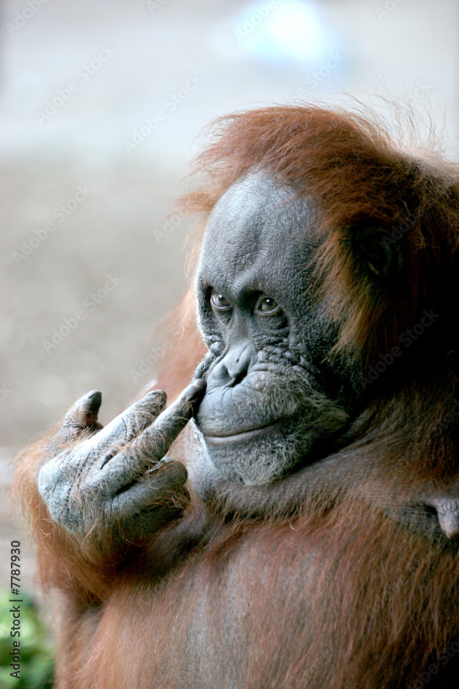 Foto Orangutan Flipping The Bird Do Stock Adobe Stock