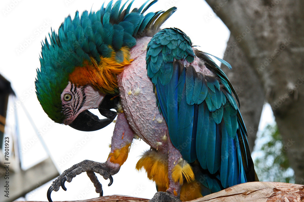 SAD PARROT Stock Photo | Adobe Stock