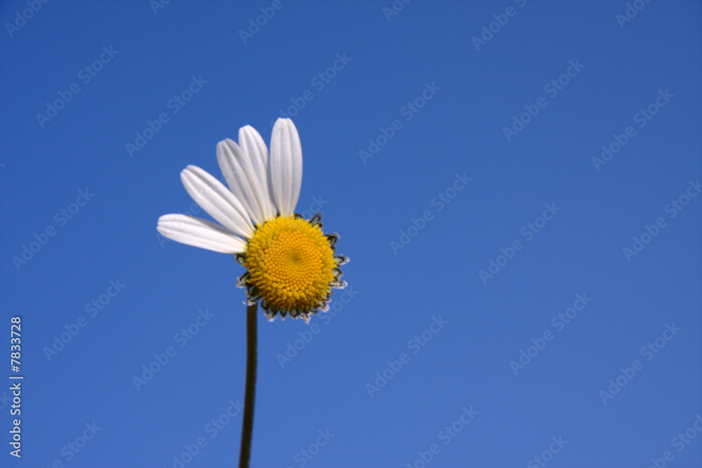 Stock-Foto „Margerite 3“ | Adobe Stock