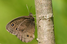 Common Wood Nymph Butterfly Free Stock Photo - Public Domain Pictures