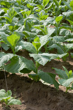 Tobacco Netting Free Stock Photo - Public Domain Pictures
