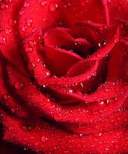 Red Rose And Dew Close-up Free Stock Photo - Public Domain Pictures