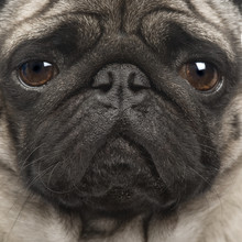 Pug Dog Close-up Free Stock Photo - Public Domain Pictures