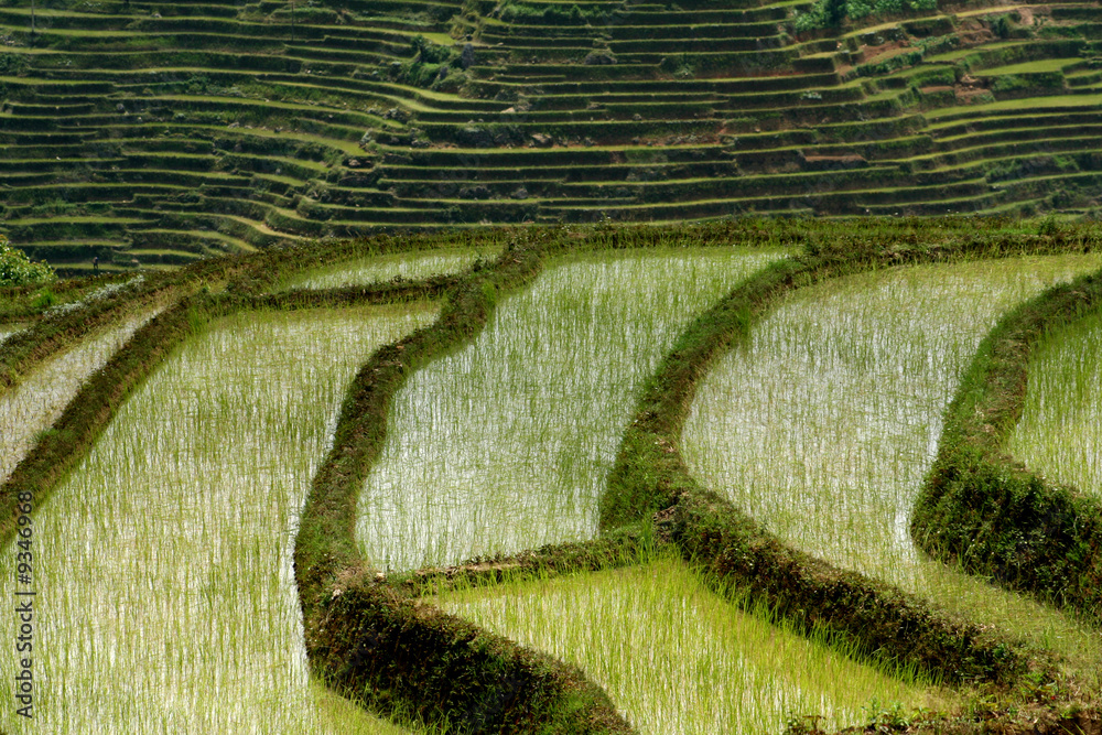 Photo Stock Rizières chinoise (Yunnan - Chine) | Adobe Stock