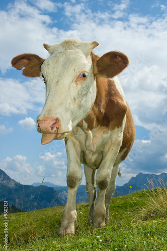 Lustiges Kalb – Stock-Foto | Adobe Stock