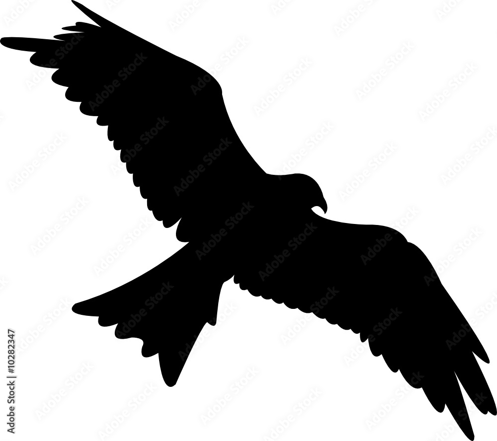 Adler vector Stock Vector | Adobe Stock