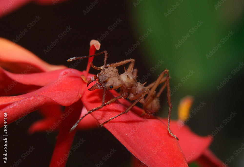 Hormiga arriera (Atta y Acromyrmex) Stock Photo | Adobe Stock