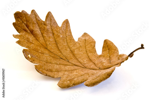 feuille morte - Acheter cette photo libre de droit et découvrir des ...