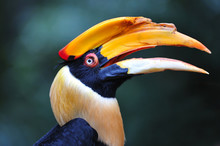 Hornbill Bird Free Stock Photo - Public Domain Pictures
