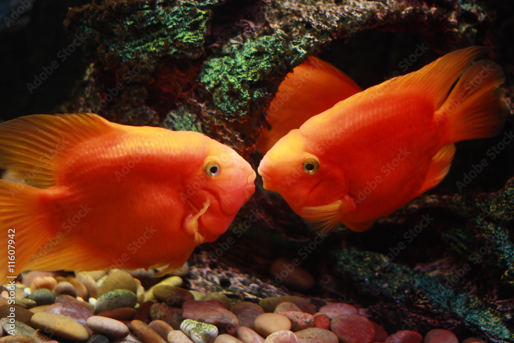 Two kissing fish Stock Photo | Adobe Stock