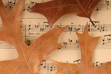 Dry Leaves On Sheet Music Free Stock Photo - Public Domain Pictures