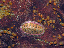 Chiton Shell Free Stock Photo - Public Domain Pictures