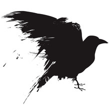 Murder Of Crows Free Stock Photo - Public Domain Pictures