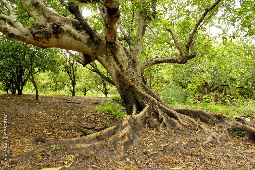Stock-Foto „Arbol de Ahuehuete. Especie típica de México.“ | Adobe Stock