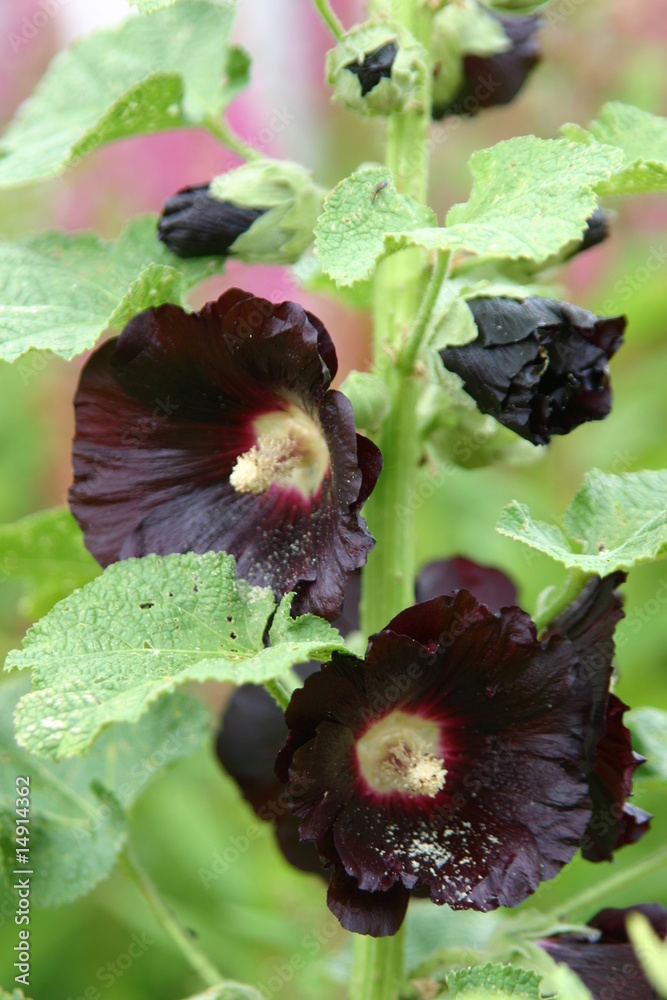 Stock-Foto „Schwarze Stockrosen (alcea rosea) Blüten“ | Adobe Stock