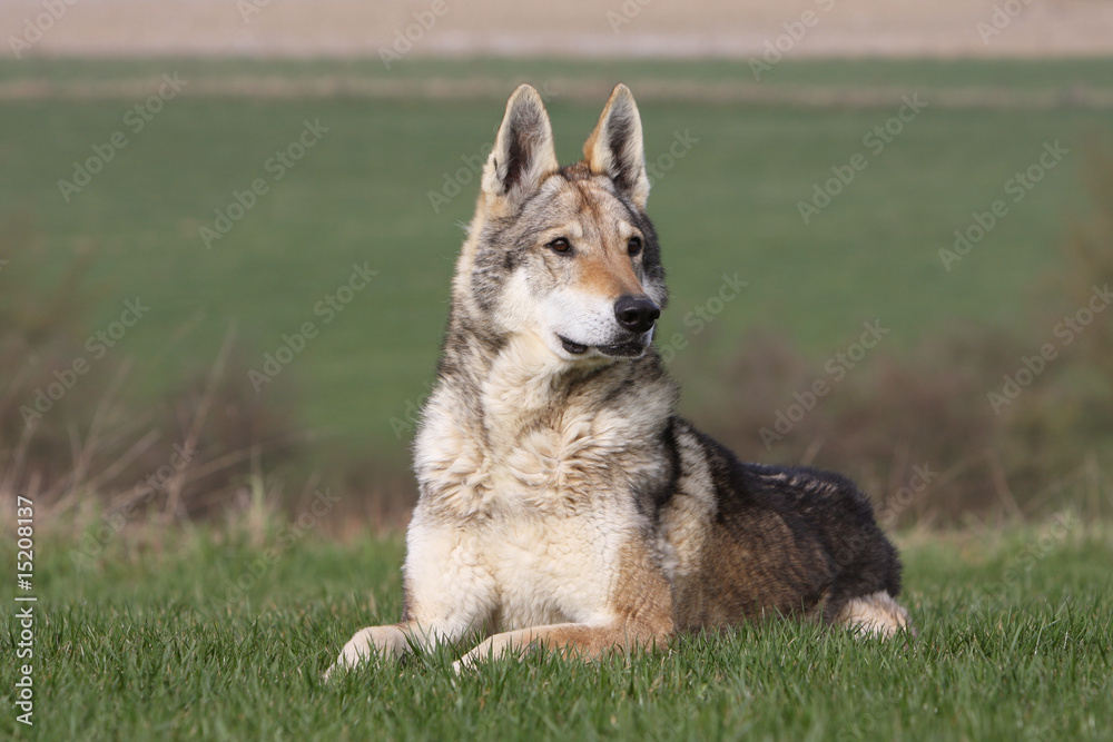 Photo Stock chien loup tchèque allongé dans l'herbe de face tête ...