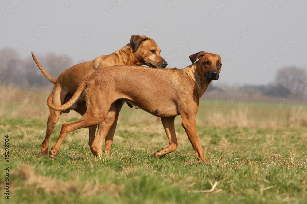 mâle rhodesian ridgeback essayant de saillir une femelle Stock Photo ...