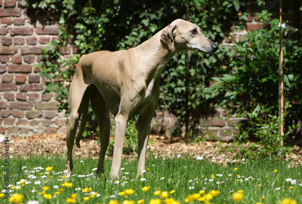 Photo Stock levrier d'azawakh debout dans le jardin fixant son maitre ...