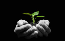 Roots Holding Hands Free Stock Photo - Public Domain Pictures