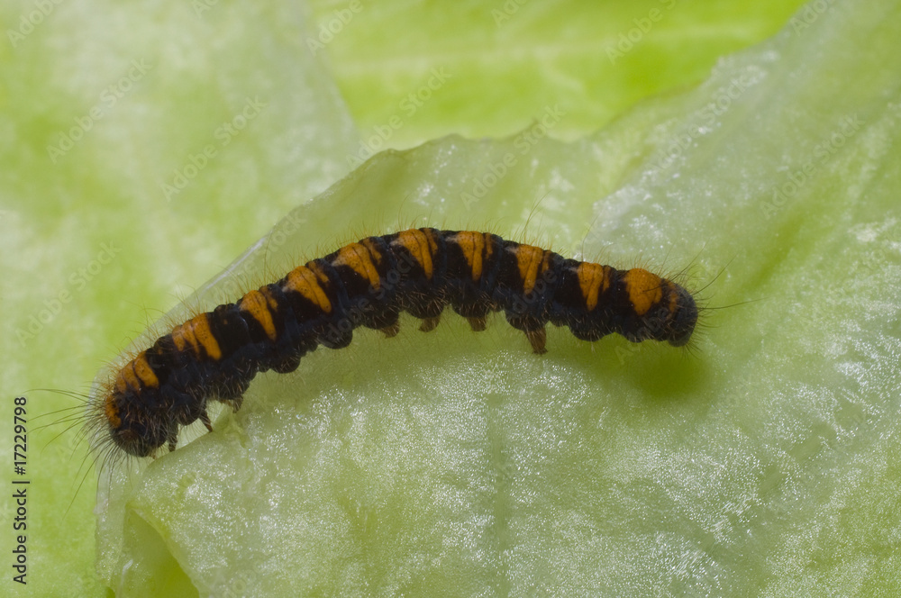 hungrige Raupe Stock Photo | Adobe Stock