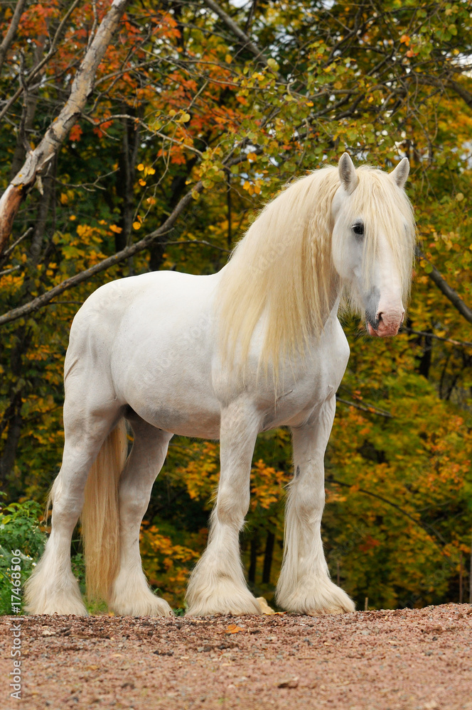White shire draft horse portrait in autumn Stock Photo | Adobe Stock