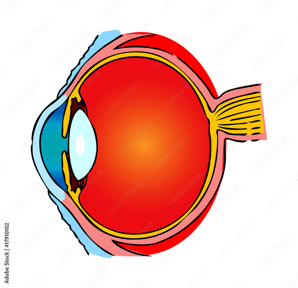 Eye Anatomy, human medical illustration, emblem, scheme Stock Photo ...