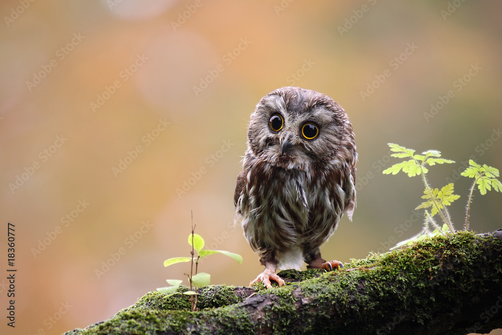 Tiny Owl Stock Photo | Adobe Stock