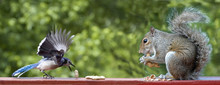Squirrel On Bird Feeder Free Stock Photo - Public Domain Pictures