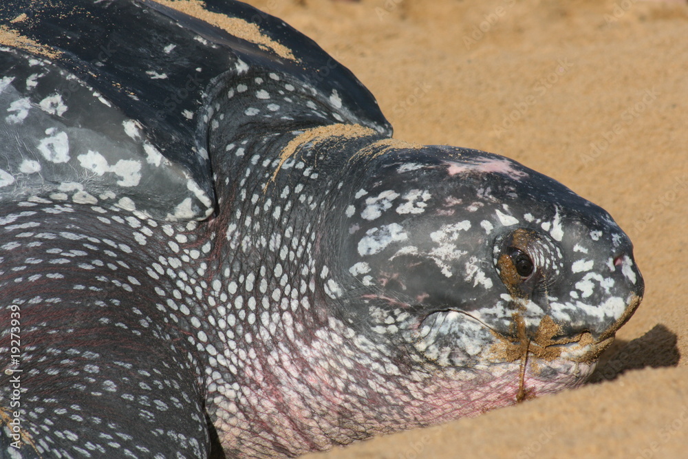 Tortue luth Stock Photo | Adobe Stock