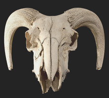 Sheep, Ovis Orientalis, Mammal Free Stock Photo - Public Domain Pictures