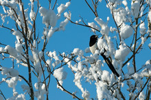Winter Magpie Bird Free Stock Photo - Public Domain Pictures