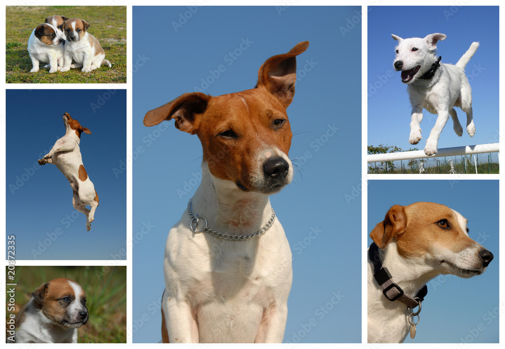 race: jack russel terrier Stock Photo | Adobe Stock