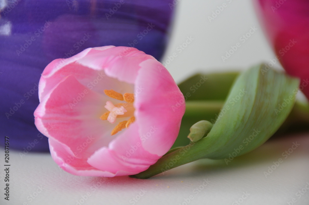 Tulpe mit Glasschalen Stock Photo | Adobe Stock