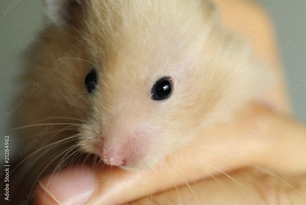 Cream Syrian Hamster Stock Photo | Adobe Stock