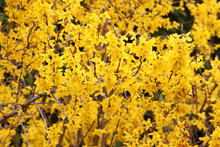 Forsythia In Bloom Free Stock Photo - Public Domain Pictures
