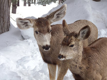 Yearling Fawn With Doe Free Stock Photo - Public Domain Pictures