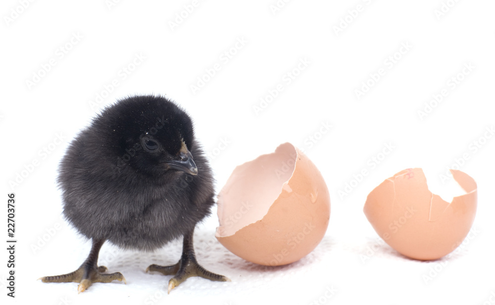 Photo Stock poussin noir et coquille | Adobe Stock