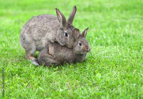 hasen paarung Stock Photo | Adobe Stock