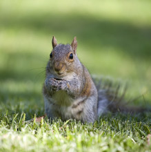 Squirrel Eating Seeds In Grass Free Stock Photo - Public Domain Pictures