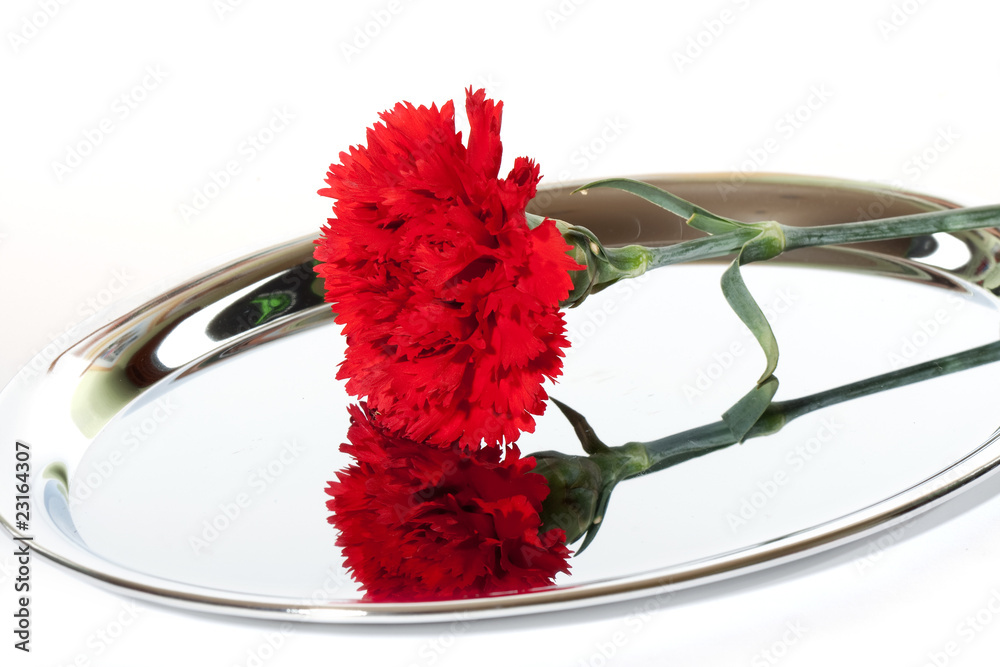 Stock-Foto „rote Nelke“ | Adobe Stock