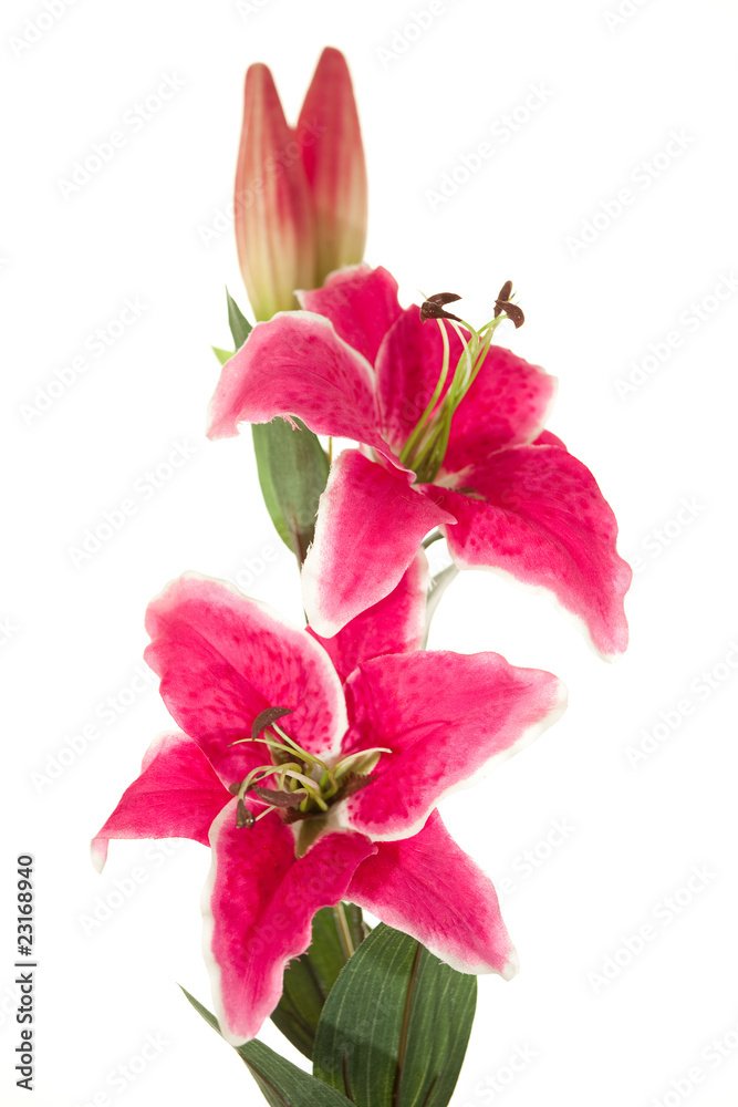 Stock Foto „pink Lilien“ Adobe Stock