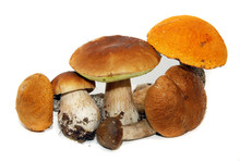 White Bolete Mushroom Free Stock Photo - Public Domain Pictures