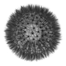 Inverted Dandelion Seed Head Free Stock Photo - Public Domain Pictures