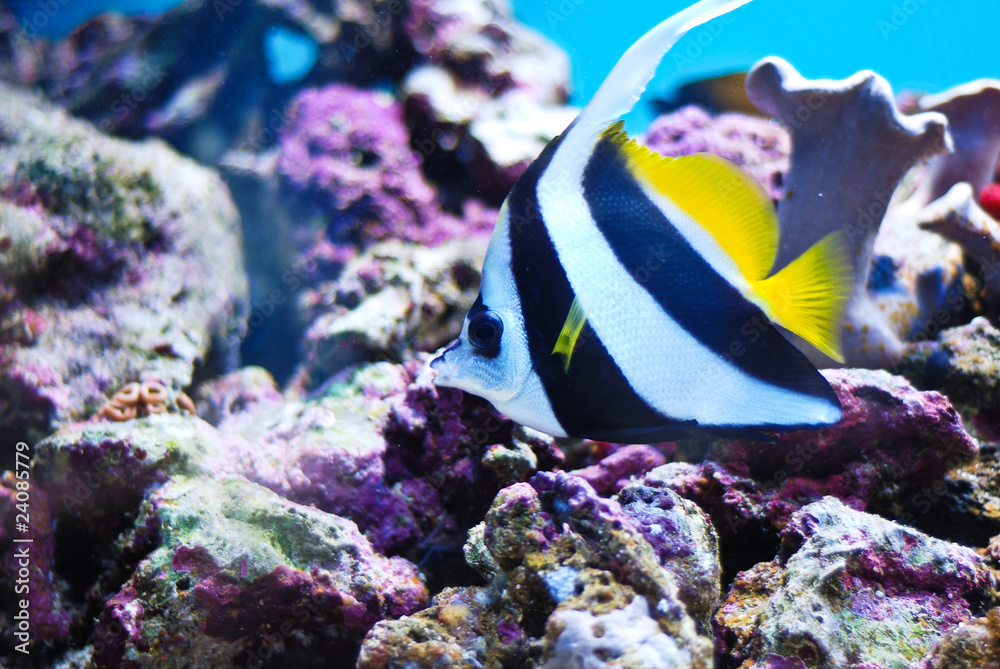 Moorish Idol, the type of fish known as Gill in Finding Nemo. Stock ...