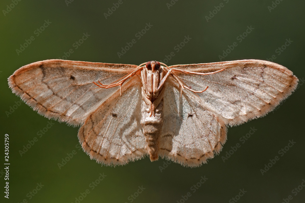 Moth from the underside Stock Photo | Adobe Stock