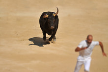 Running Bull Free Stock Photo - Public Domain Pictures